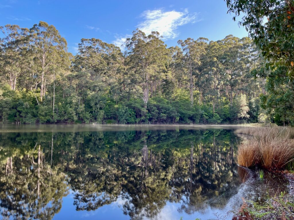 Southern Forests wine region guide | Far and Wine