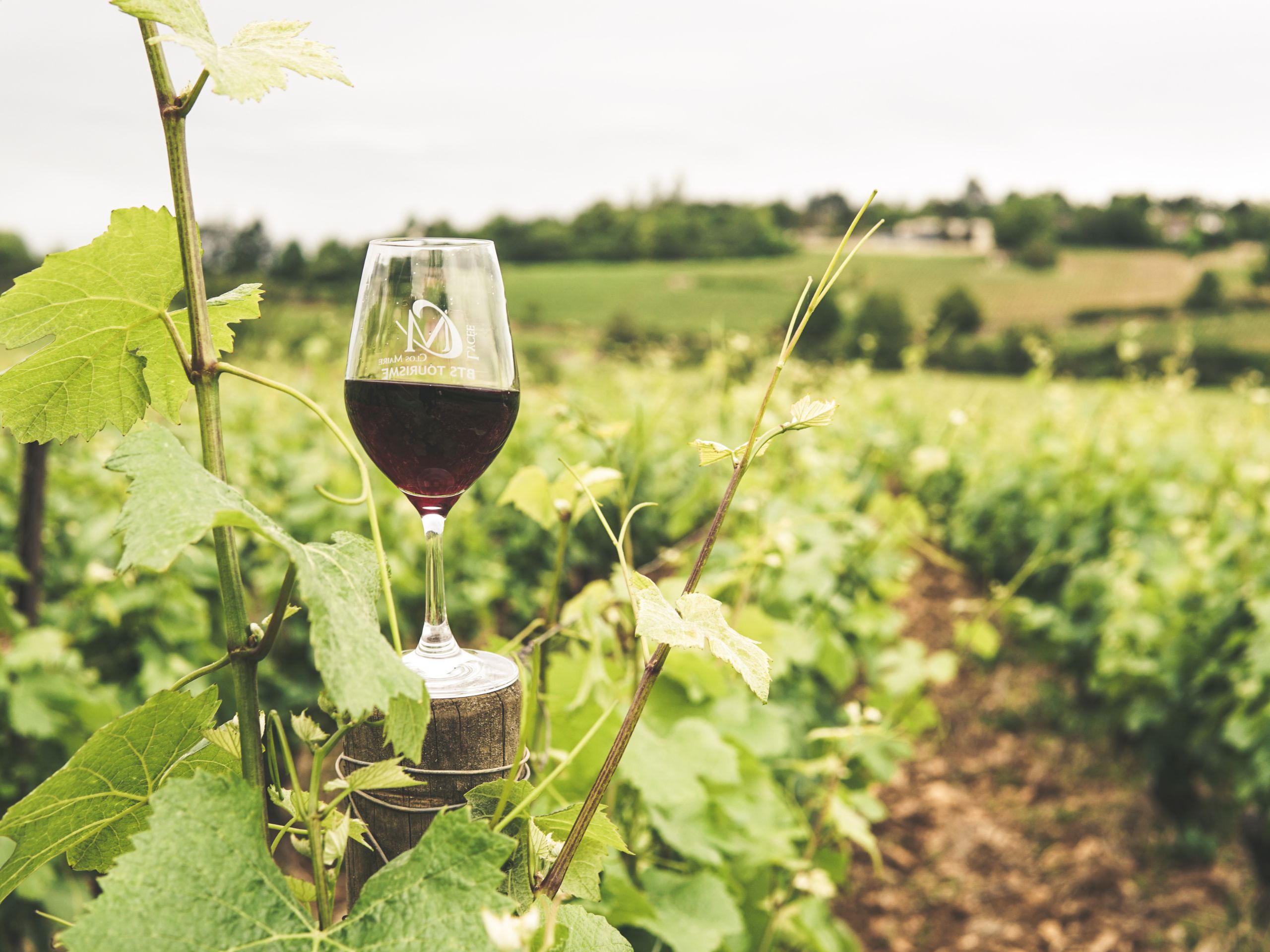 Variety vs varietal: What’s the difference? | Far and Wine
